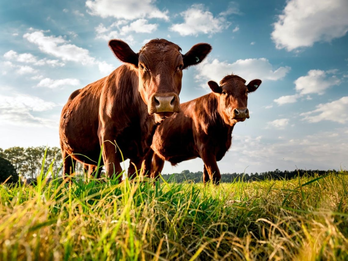 Interesting facts about Namibia’s N$6.3bn livestock industry - The ...