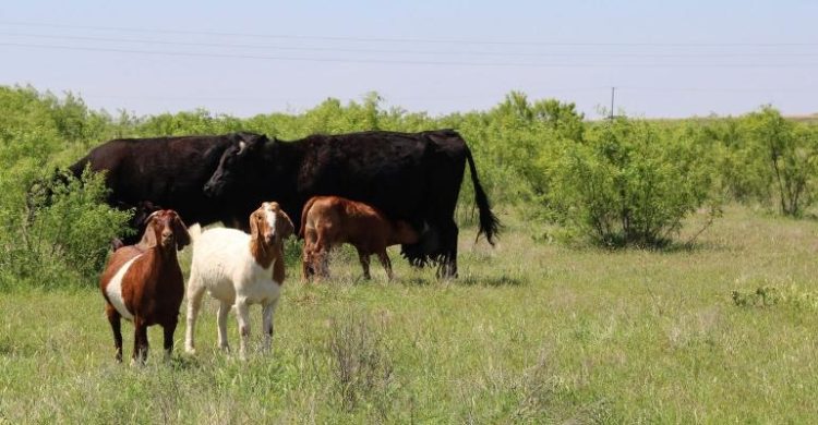 Namibia’s cattle, goat, sheep marketing reports growth in 2022 - The ...