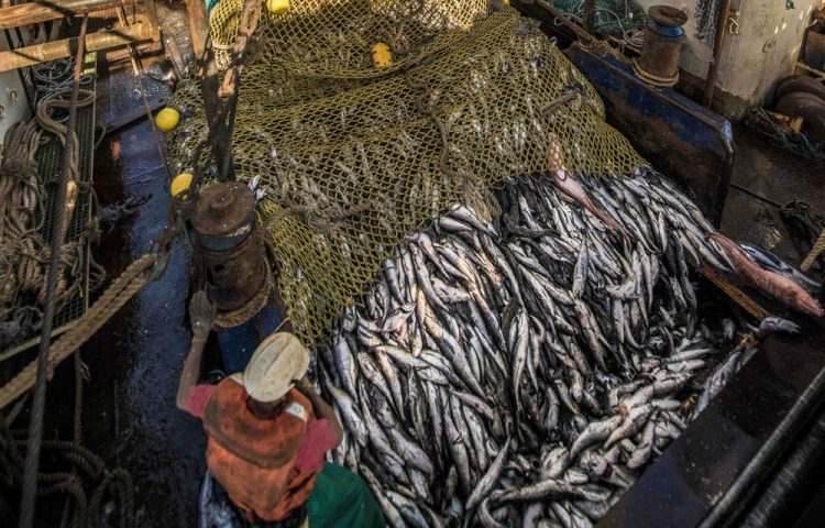 Hake auction raises N$110 million - The Brief | Namibia's Leading ...