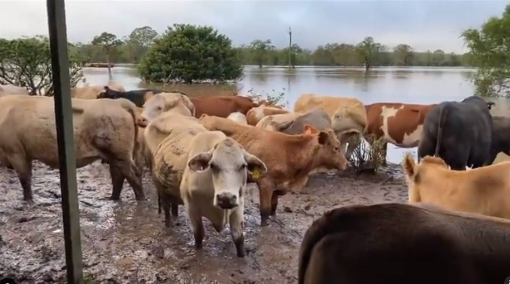 Northern floods threaten livestock farming - The Brief | Namibia's ...
