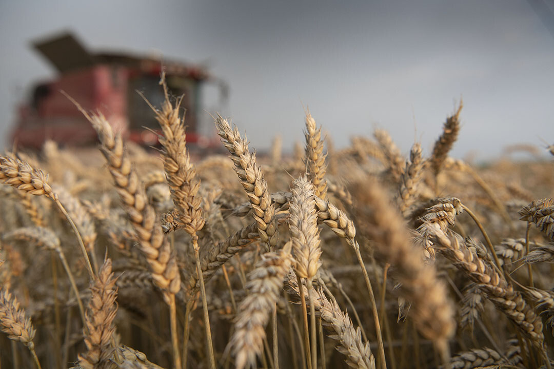 Namibia’s cereal production to plummet by 53% - The Brief | Namibia's ...
