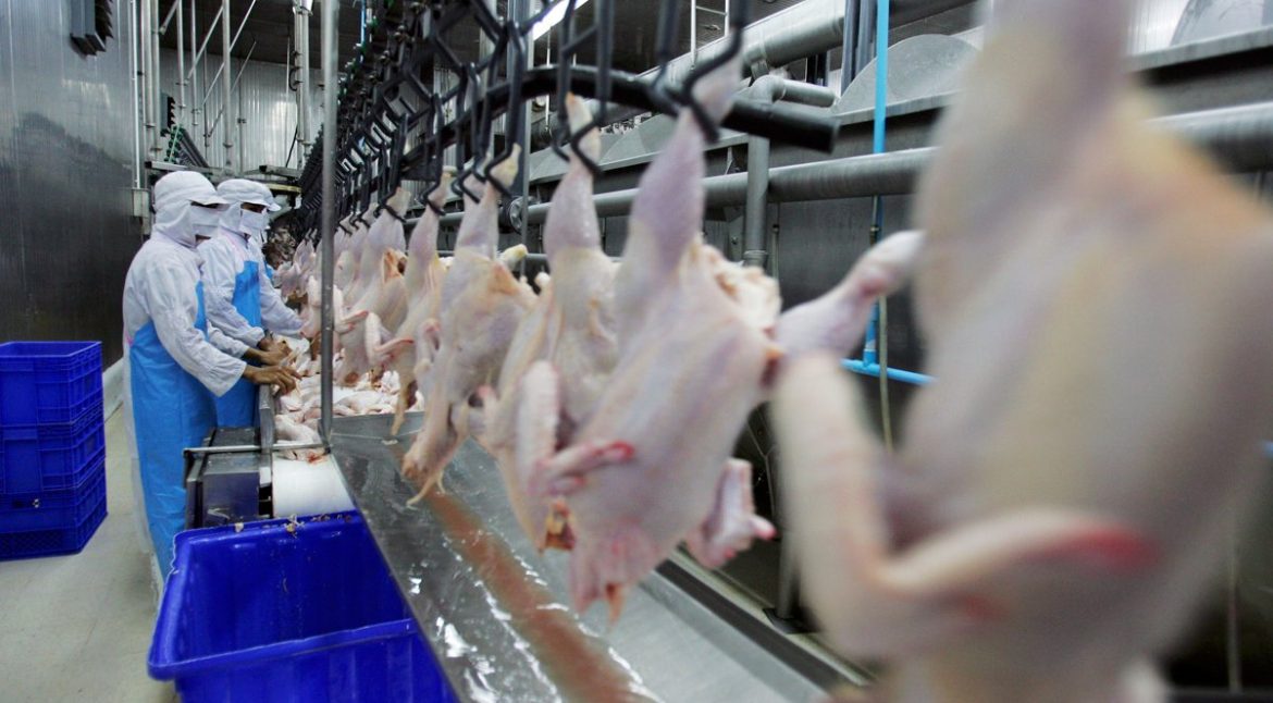 Namibia lifts South Africa poultry meat ban - The Brief | Namibia's ...
