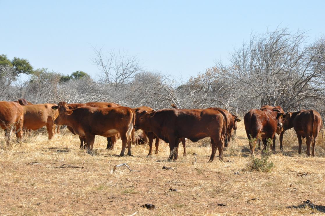 Govt halts cattle movement at Opuwo to prevent spread of lung sickness ...