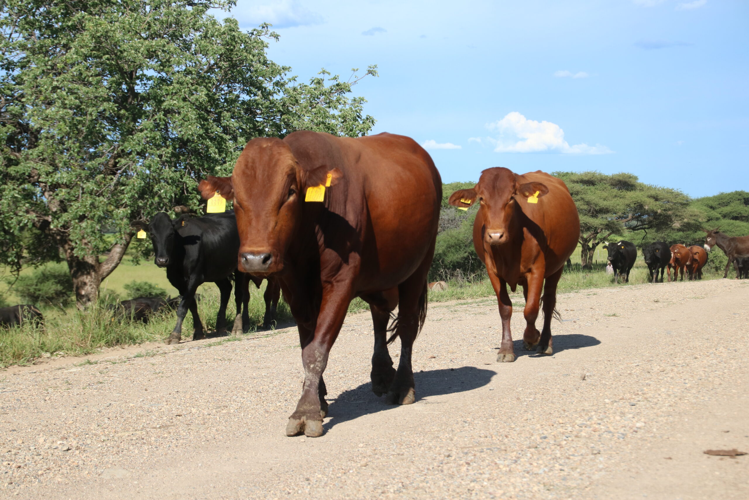 South African market contraction leads to 26.8% drop in Namibian cattle ...