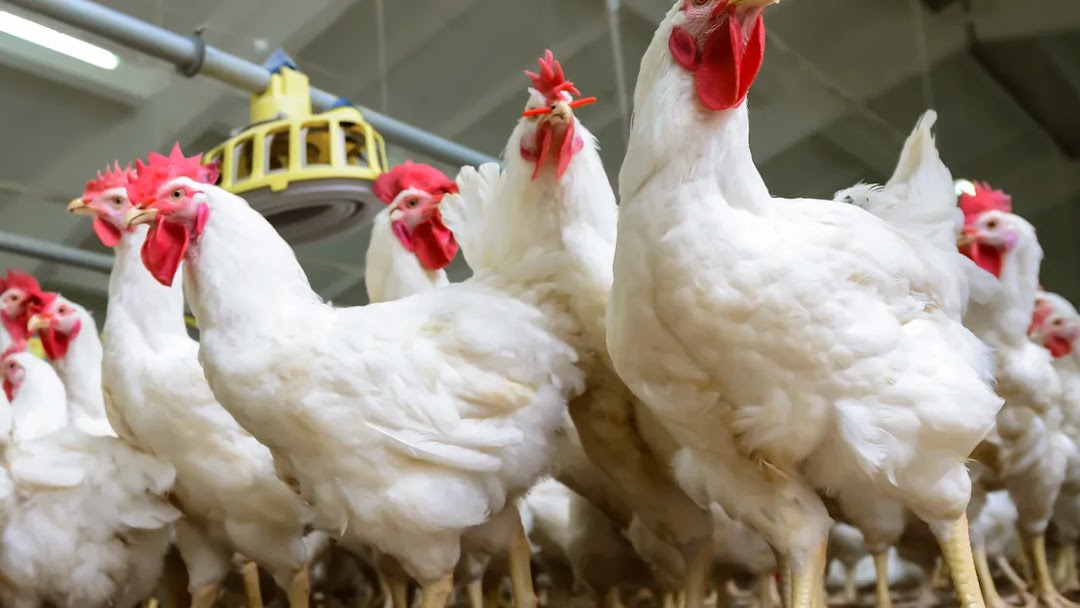 The success factors of a poultry enterprise - The Brief | Namibia's ...