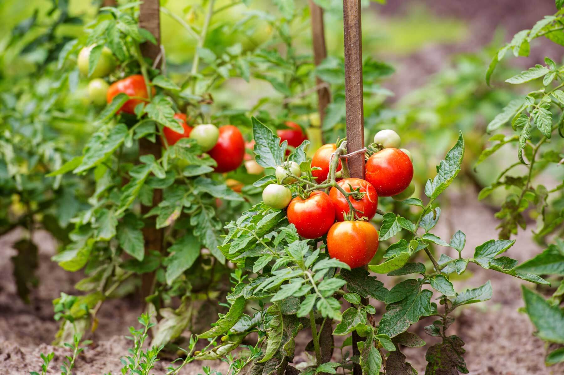 Tomatoes top Namibia’s horticulture exports with N$94.6m