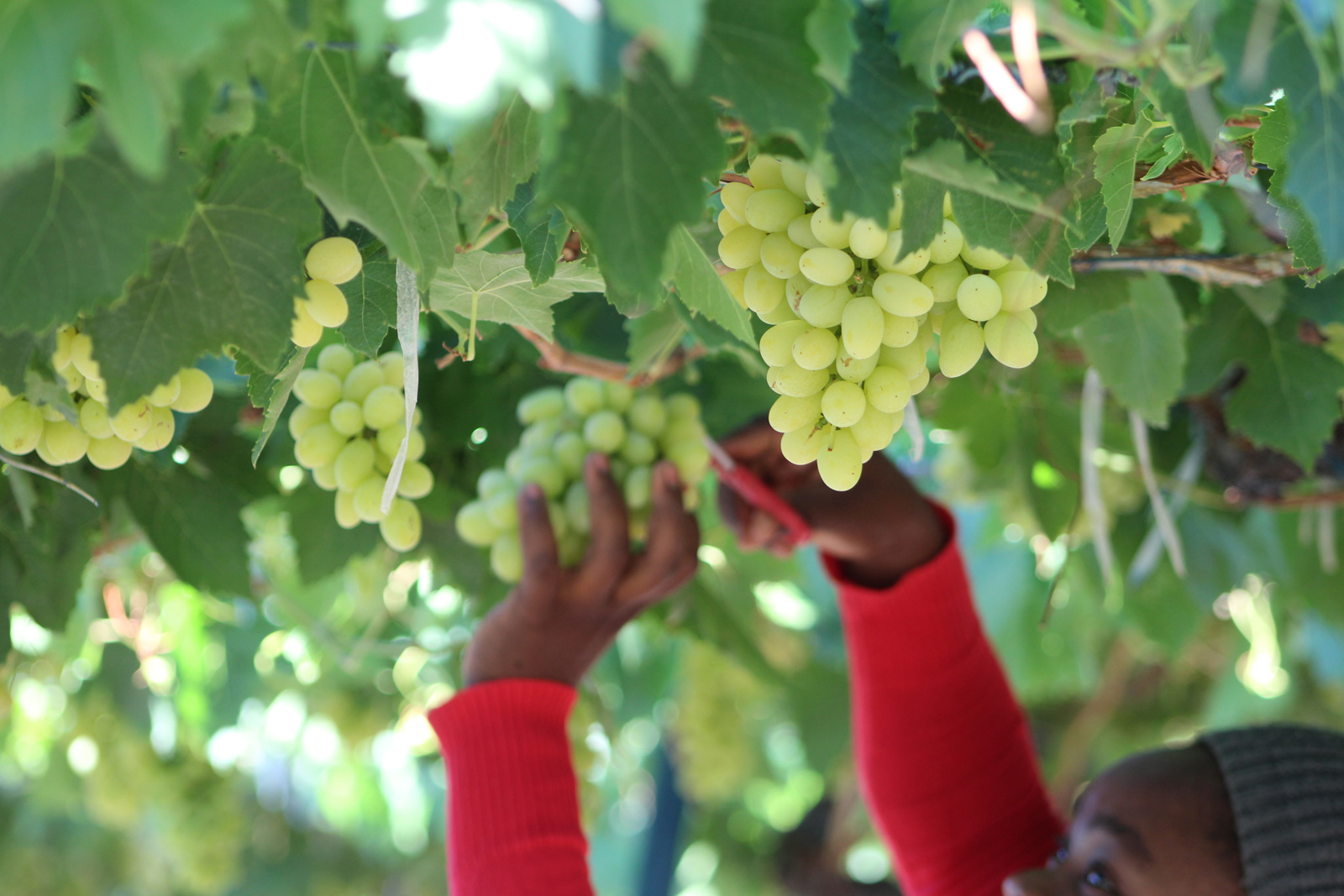 SilverStreet Capital in Namibia record table grape harvest