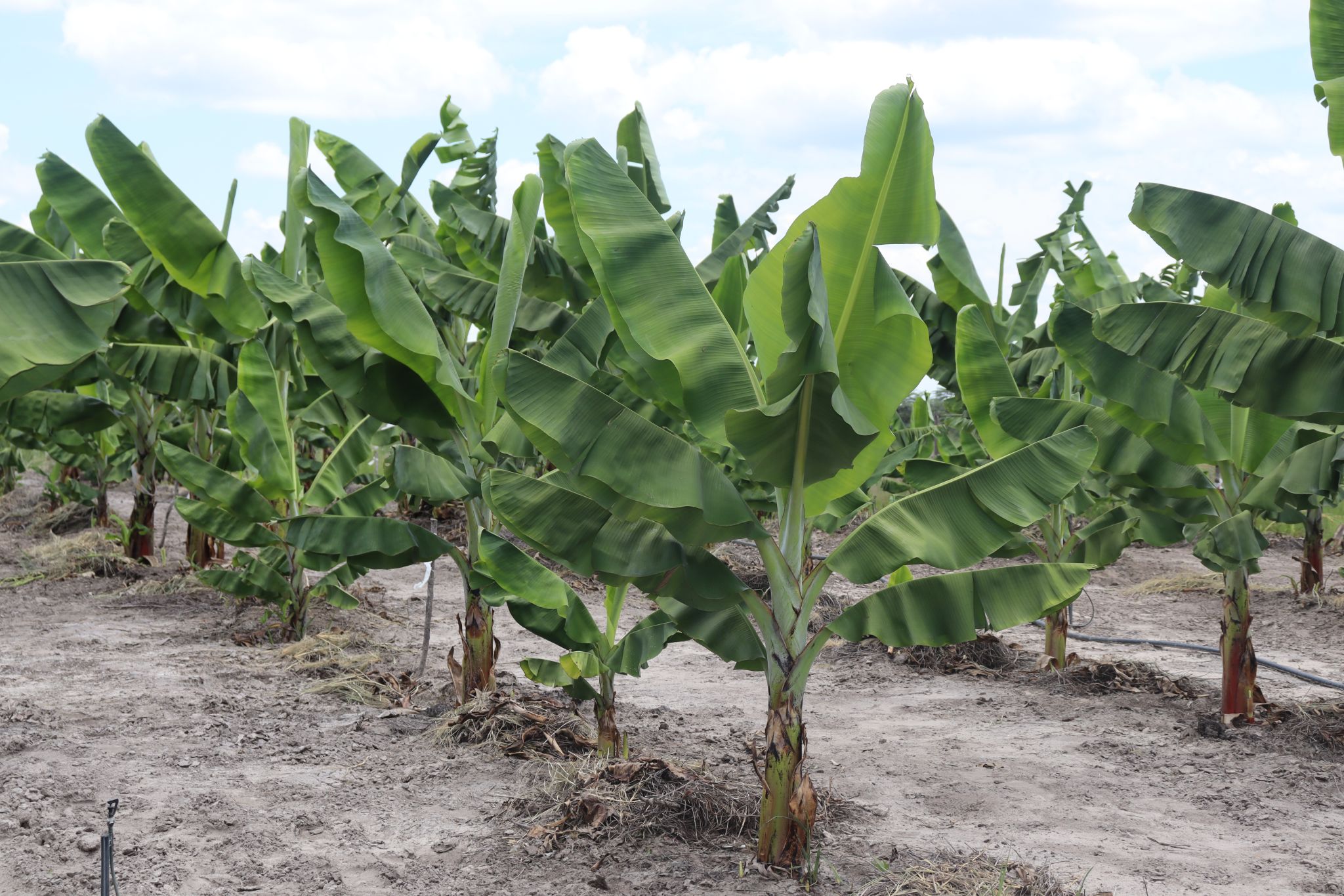 Namibia set to harvest first locally grown bananas