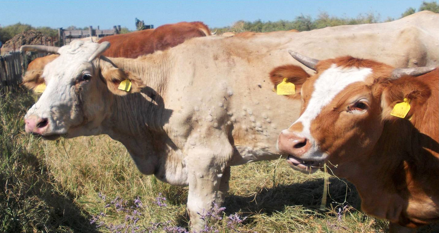 Govt vaccinates 29k cattle to contain lumpy skin disease