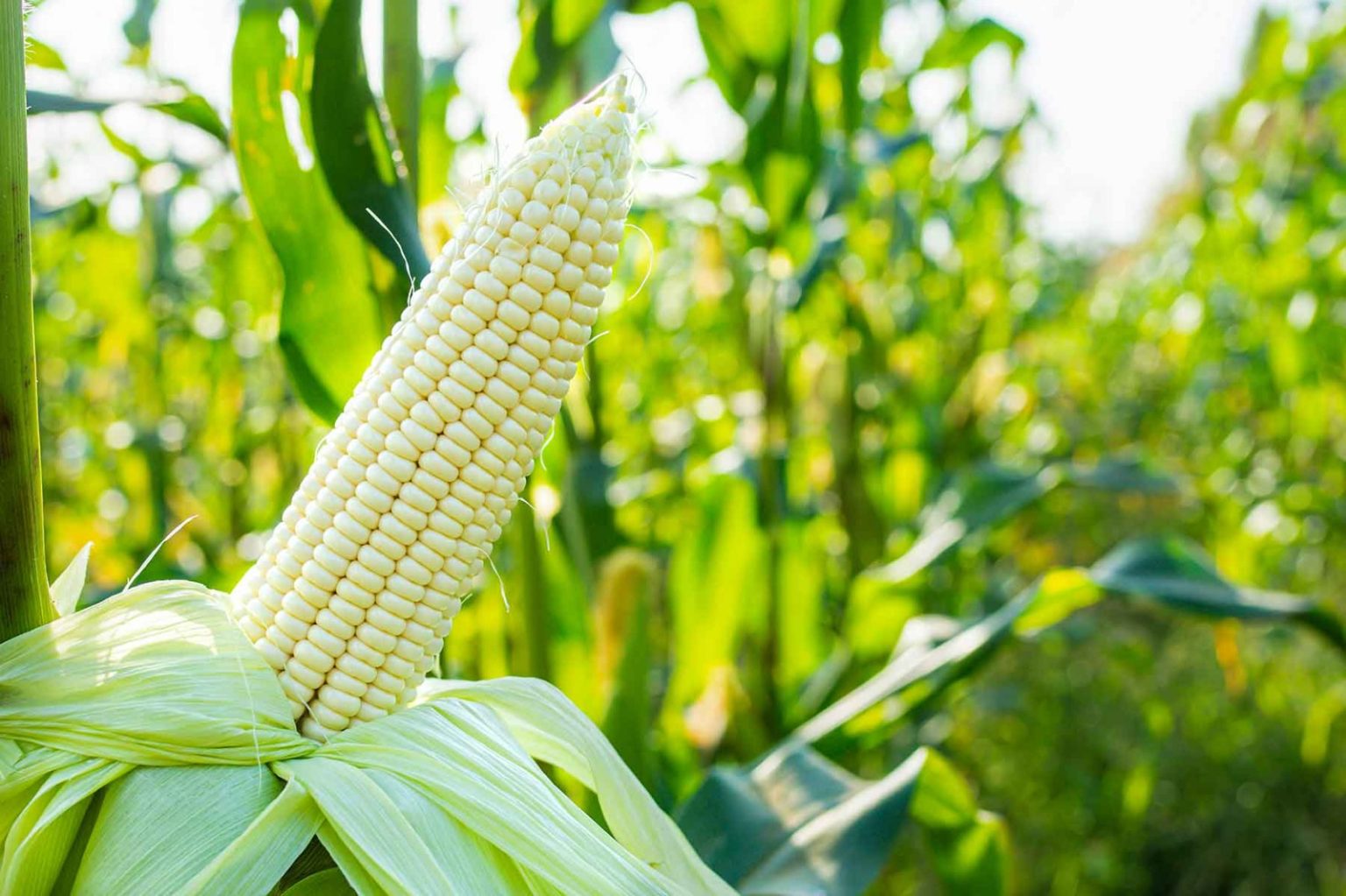 White maize boosts Namibia’s crop output as livestock sales