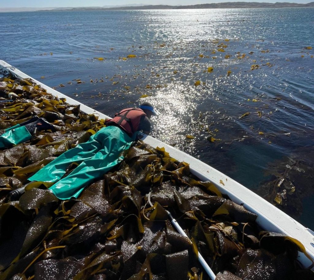 Kelp Blue harvests over 200 tonnes of Kelp near LÃ¼deritz - The Brief ...