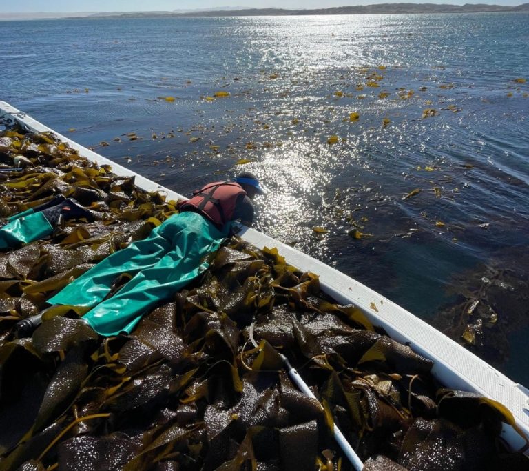 Kelp Blue harvests over 200 tonnes of Kelp near LÃ¼deritz - The Brief ...