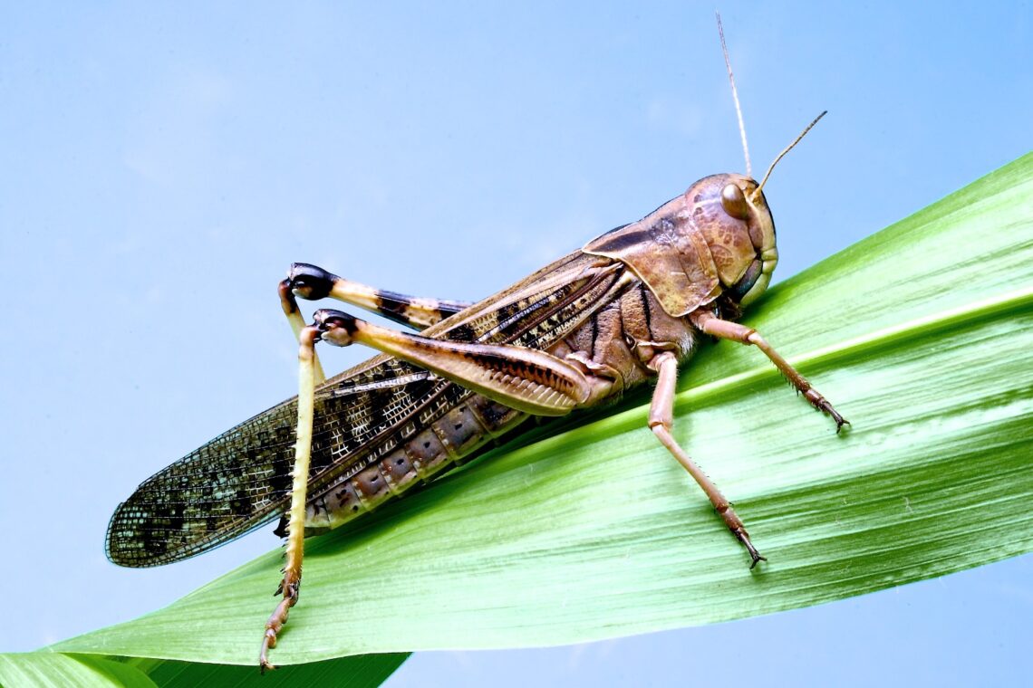 Locust outbreak threatens crops and grazing lands in Zambezi