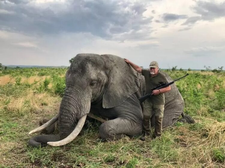 Zambezi conservancies demand higher fees for elephant trophy