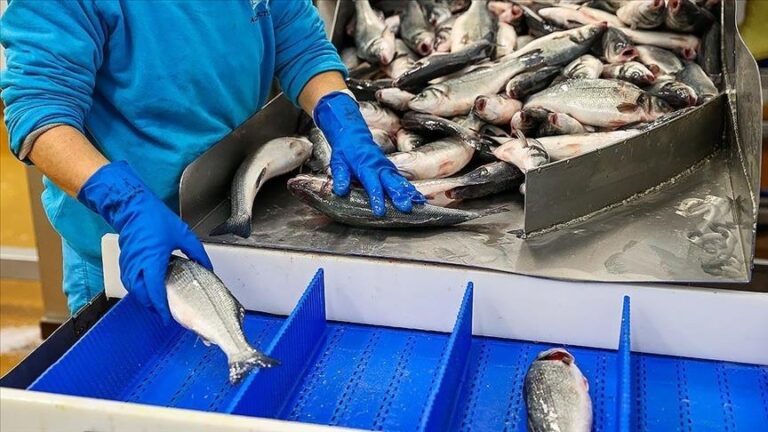 Namibia’s fish exports reach N$4.2bn in Q3 2025