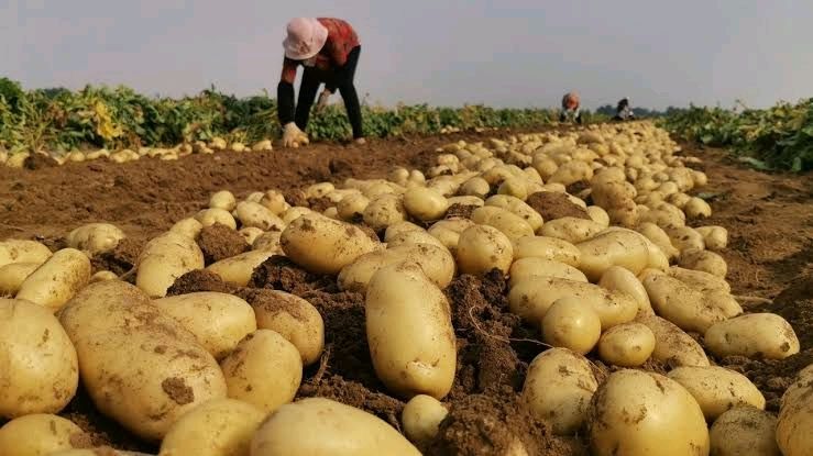 Namibia yet to unlock N$6bn in horticulture potential