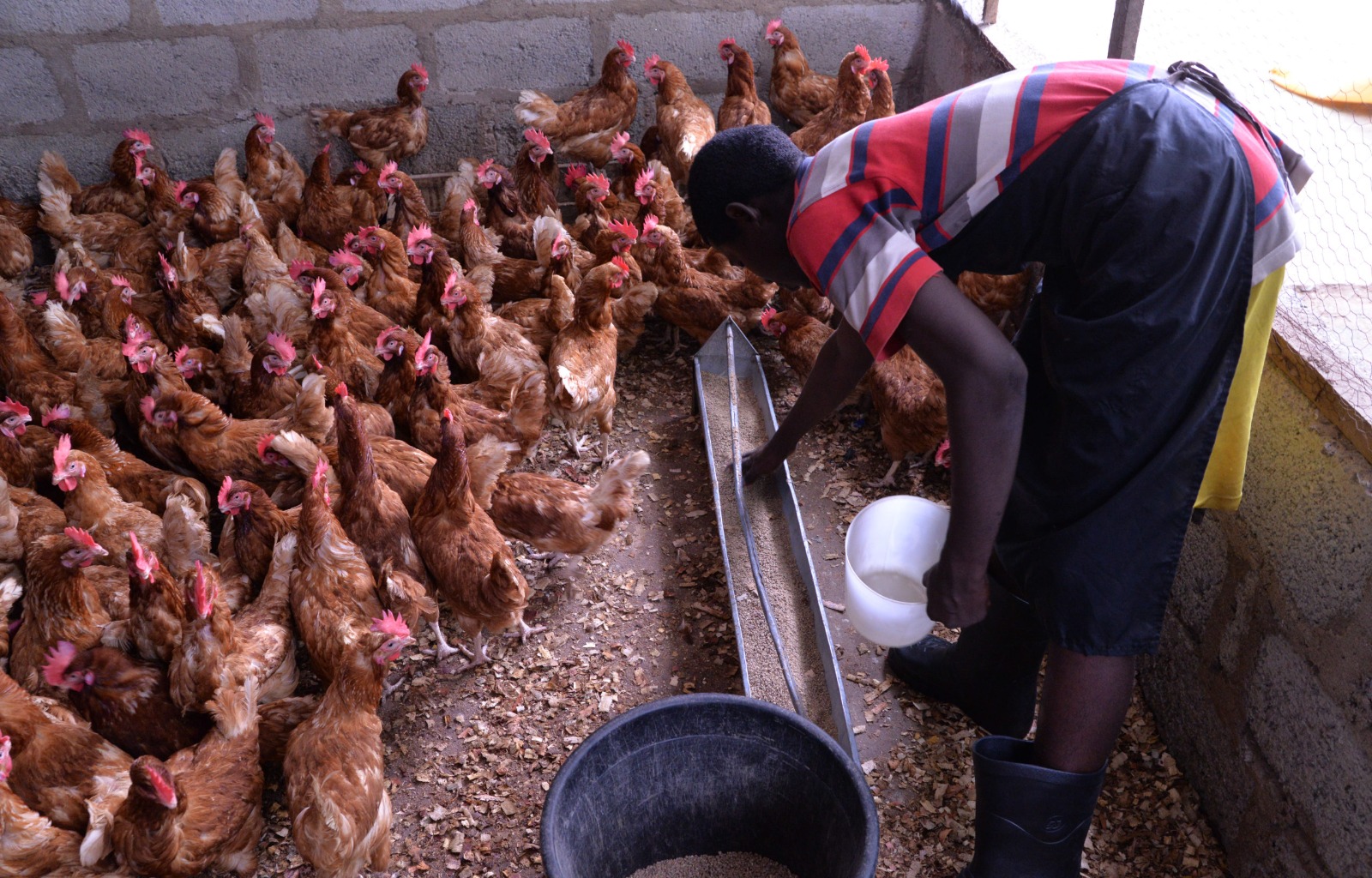 SME poultry producers drive growth in Namibia’s expanding