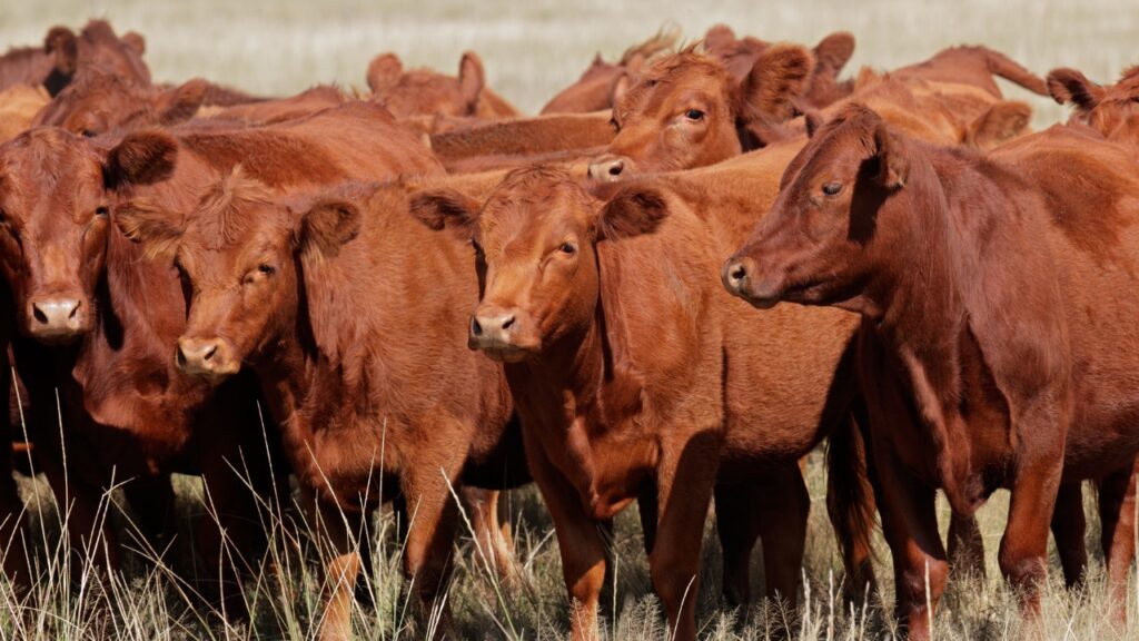 Namibia cattle market grows 10% in February
