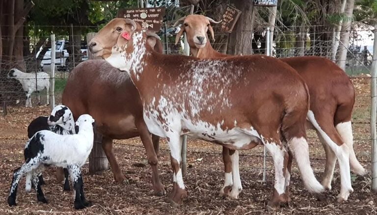 Namibia’s sheep marketing surges as exports to South Africa