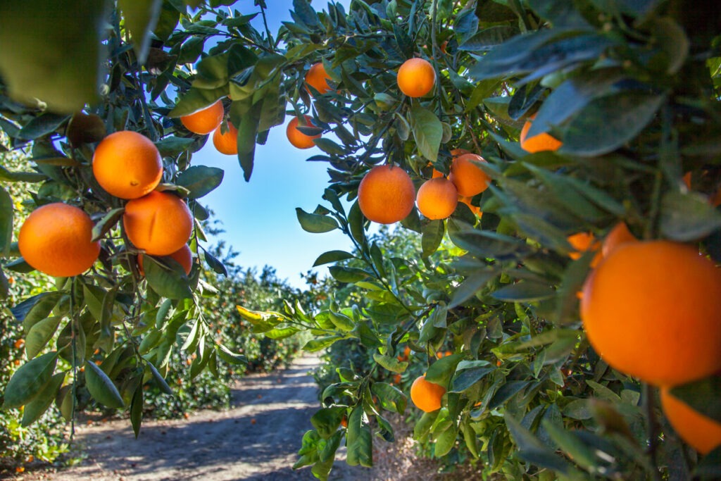 Namibia eyes 24,000 horticulture jobs under import reduction drive